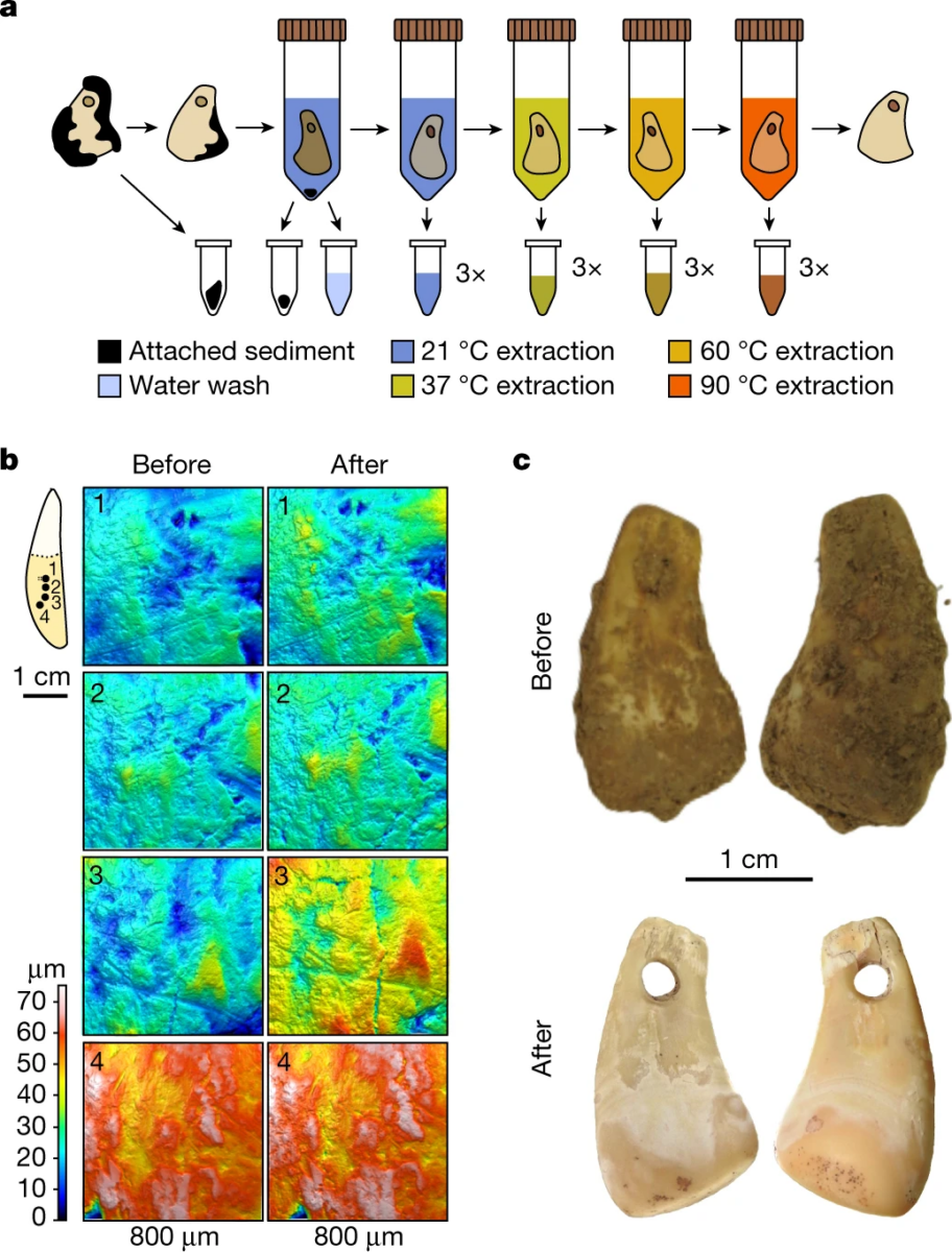 New Discoveries in Ancient DNA: Xiongnu, Iberia, and Deer Tooth ...