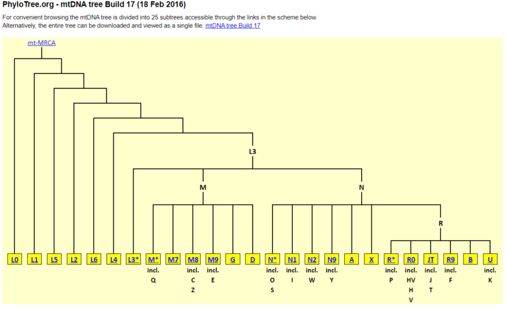 Genealogy's Secret Weapon: How Using mtDNA Can Solve Family Mysteries