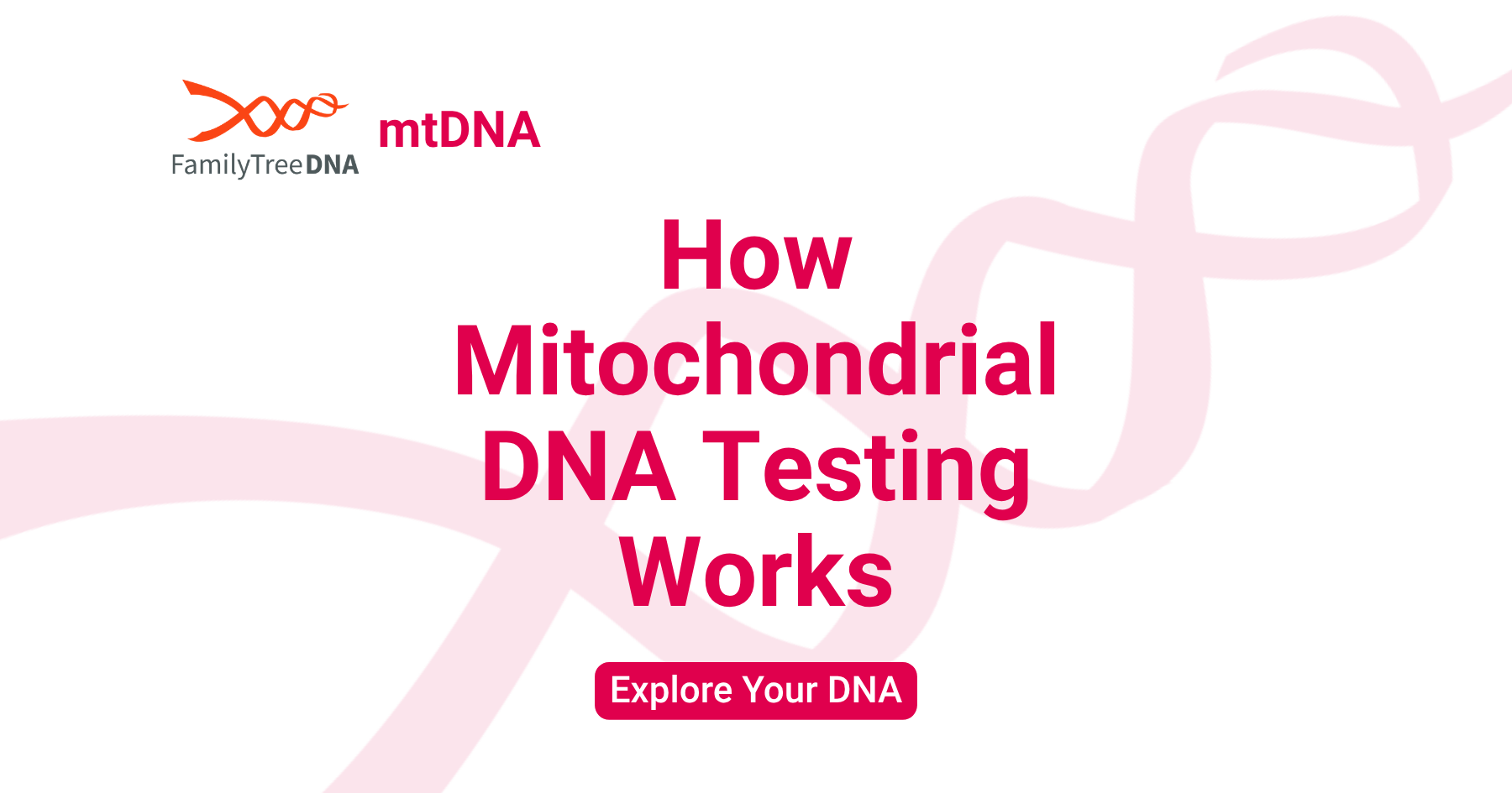 How Mitochondrial DNA Testing Works