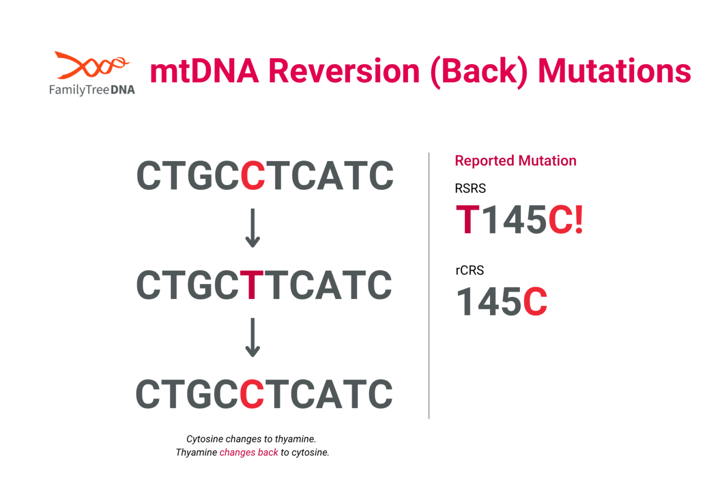Understanding mtDNA Haplogroups and Your Results