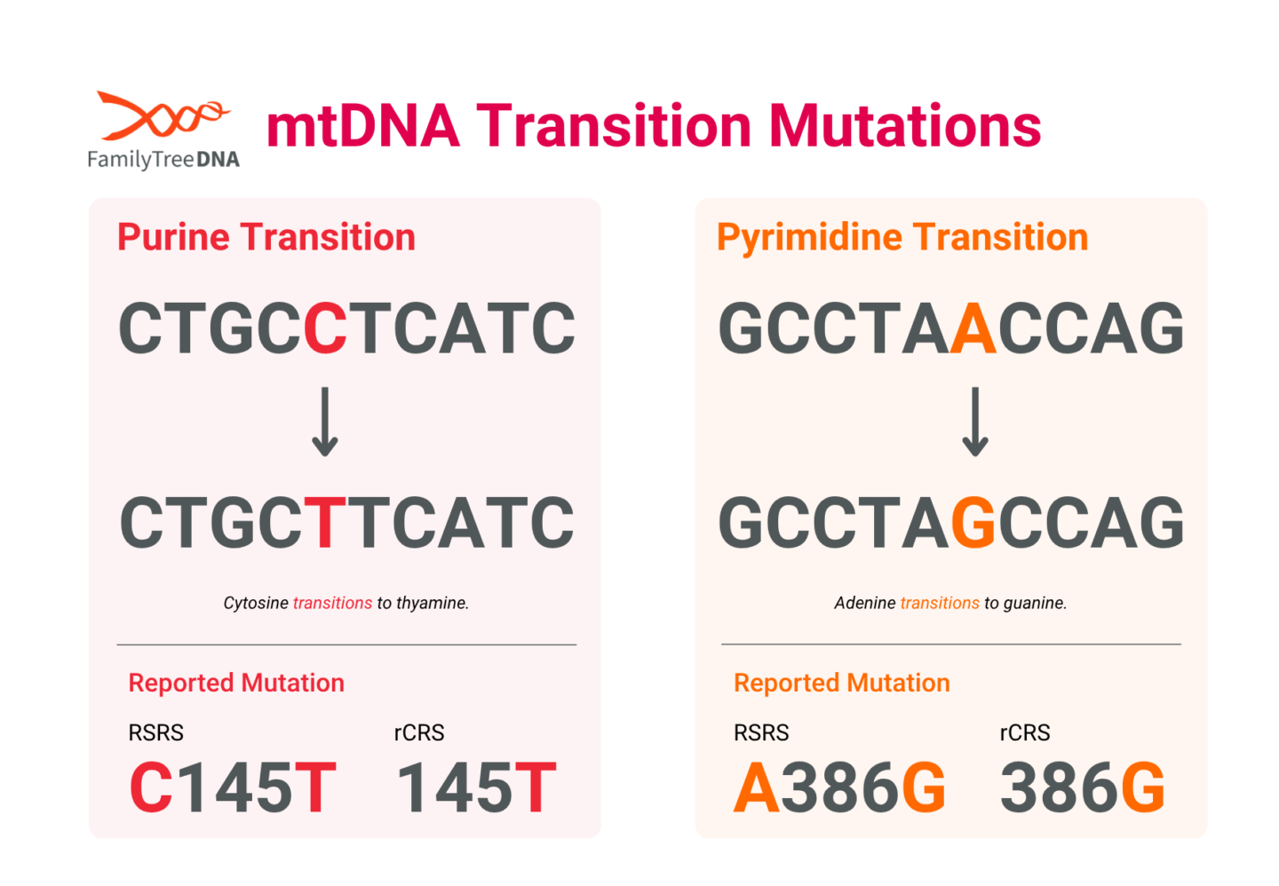 Understanding mtDNA Haplogroups and Your Results