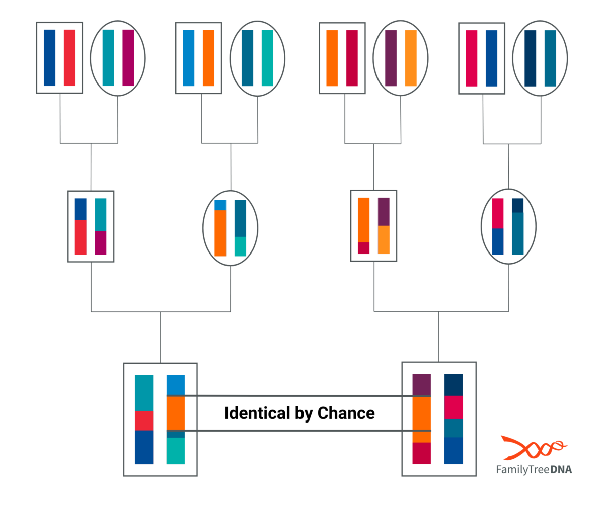 New Functionality For The Family Finder™ Matrix